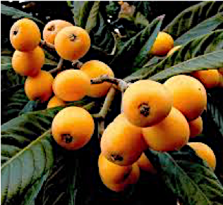 May the Fruits of Our Obedience Delight the Lord – Through Jesus' Love